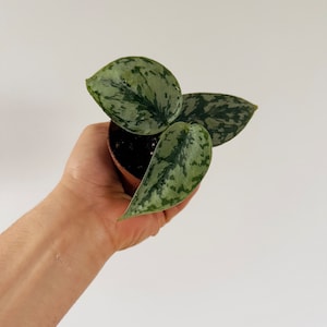 Silver Lady Pothos - Scindapsus Silver Lady - Silver Pothos Plant ...