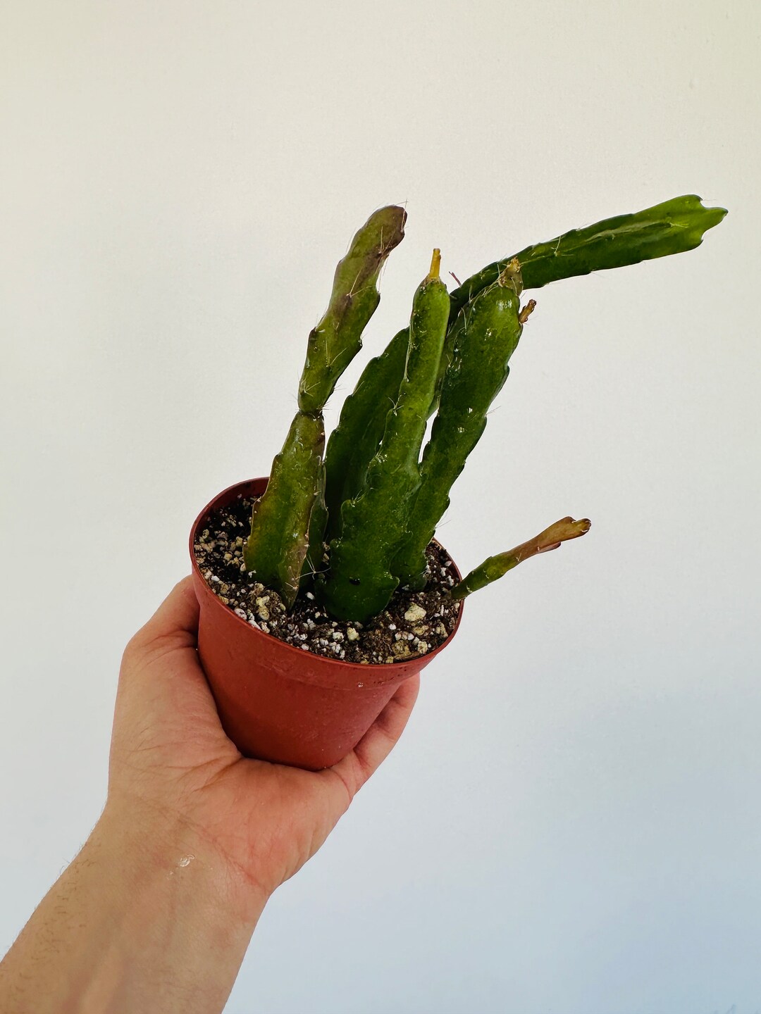 Epiphyllum King Ransom - Tropical Cactus - Orchid Cactus - Yellow ...