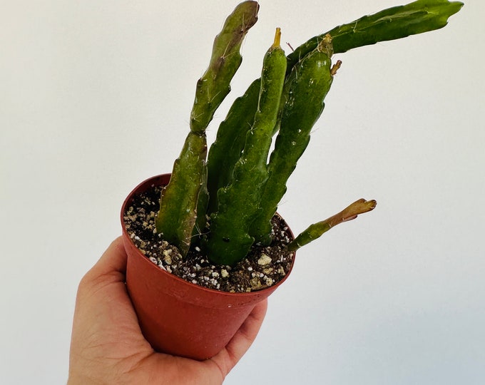 Epiphyllum King Ransom - Tropical Cactus - Orchid Cactus - Yellow ...