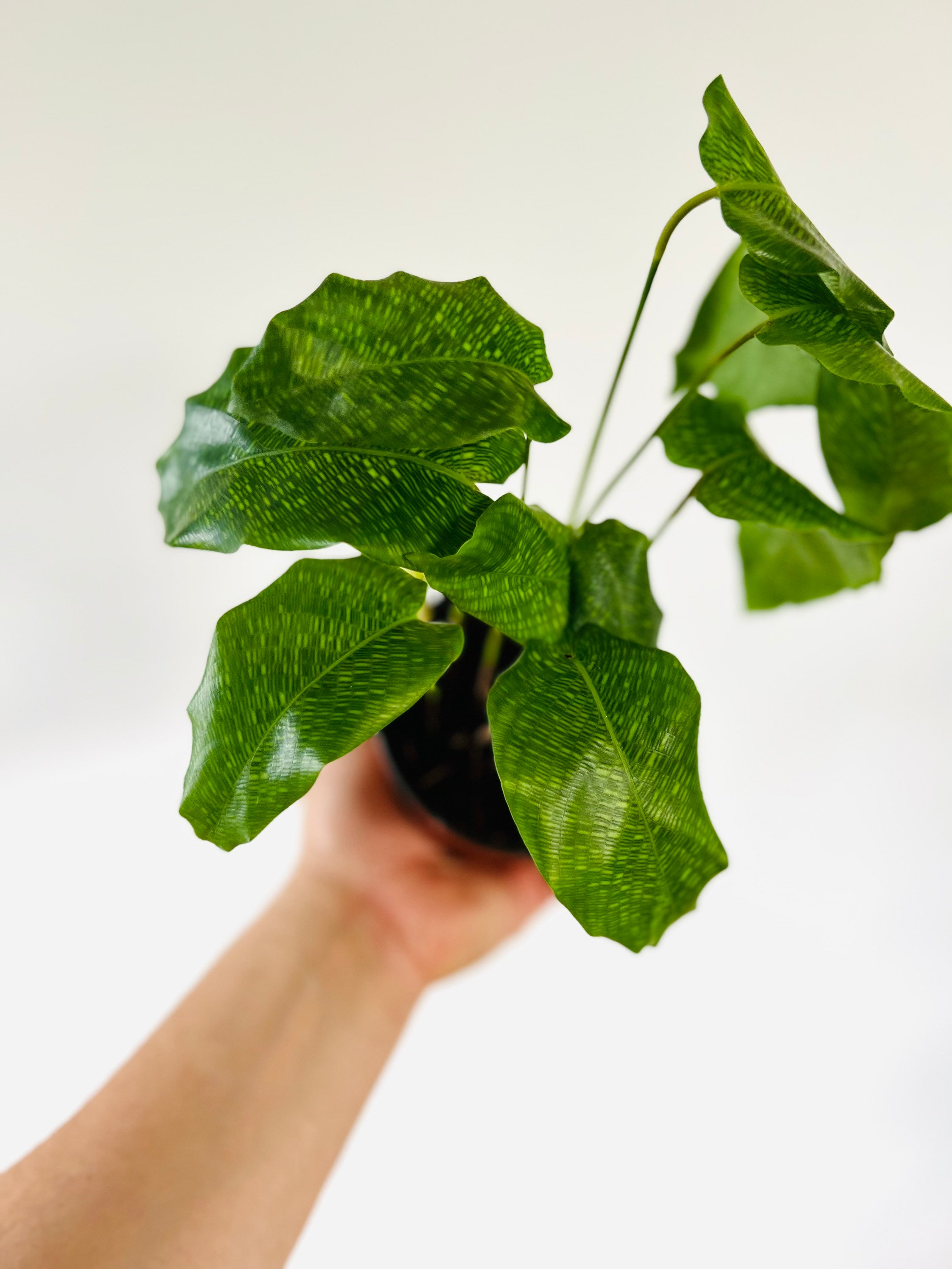 Calathea Musaica Network Calathea Tropical Houseplant - Etsy