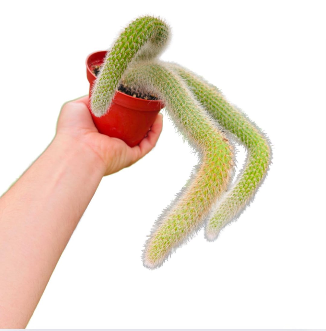 Foxtail Cactus Trailing Cactus Red Flowers Easy to Propagate Live ...