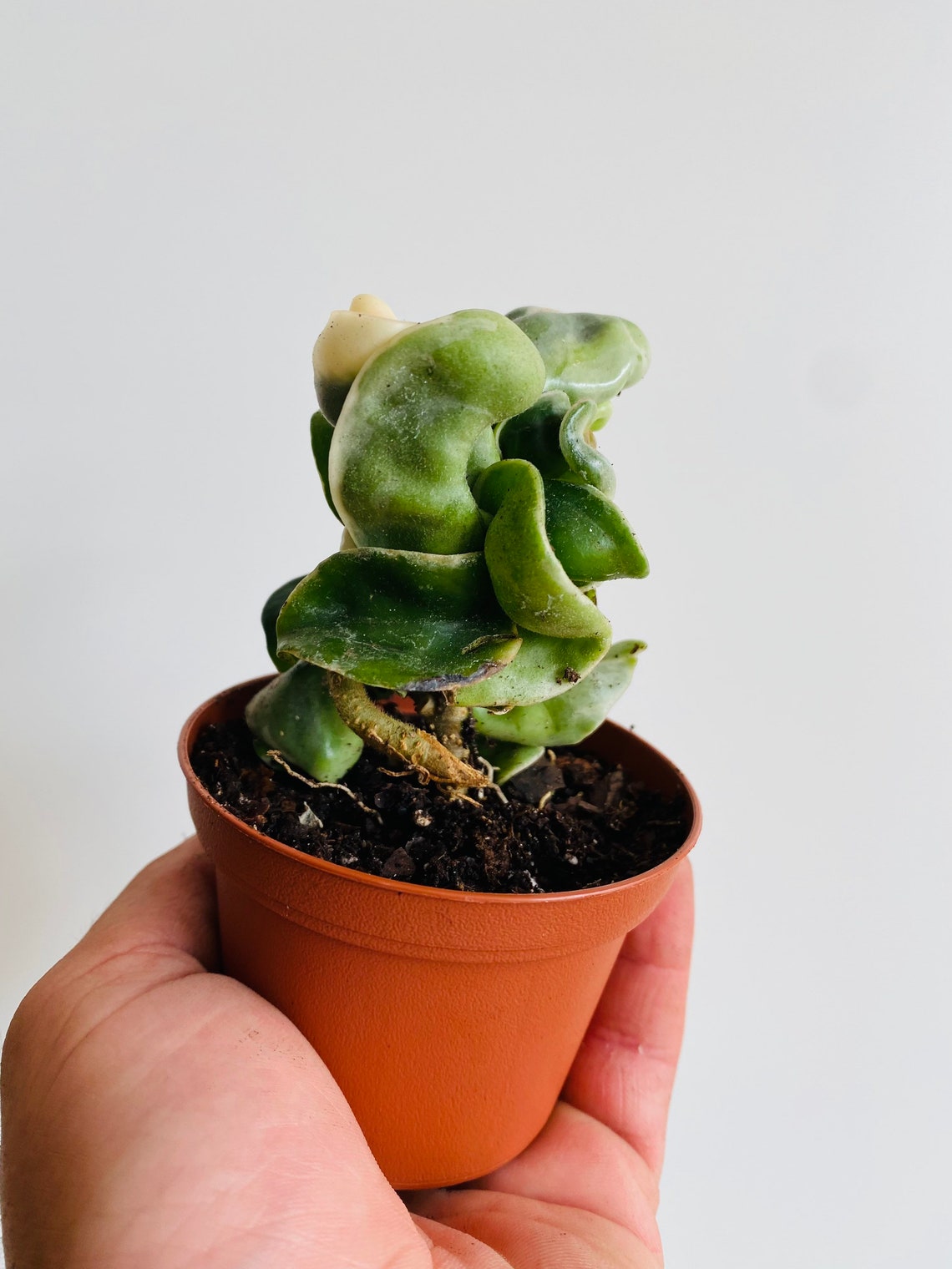 Variegated Hoya Compacta Variegated Hindu Rope Hoya - Etsy