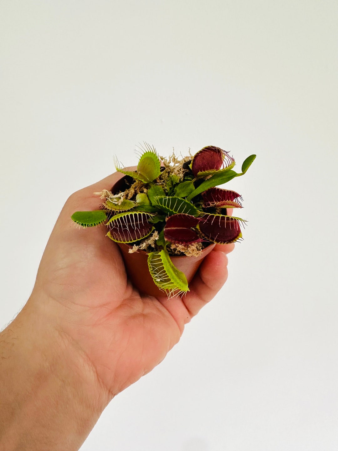 Venus Flytrap Akai Ryu Carnivorous Plant Itty Bitty Starter Plant ...
