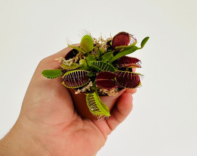 Venus Flytrap Akai Ryu - Carnivorous Plant - Itty Bitty Starter Plant - Available in 2” Pots - Etsy
