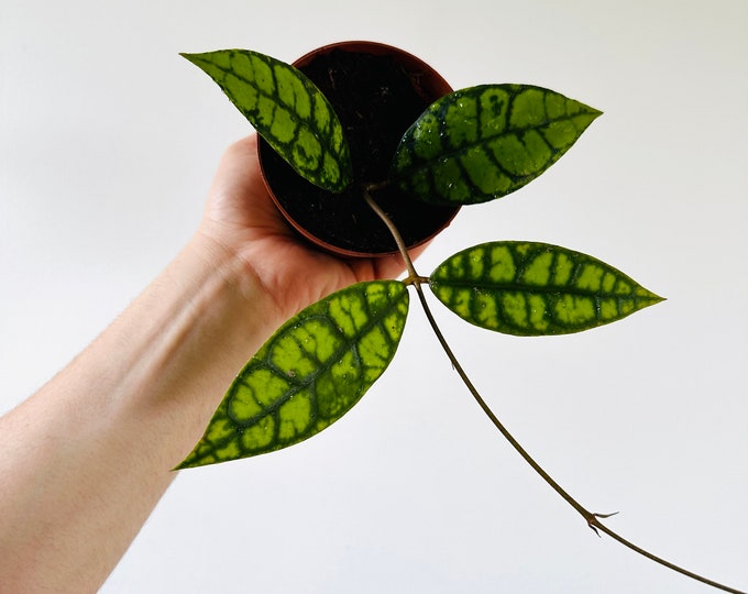 Hoya Callistophylla 'black Cat': Buntok Forest Collector Hoya - Live ...