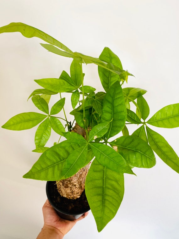 Money Tree Plant Care