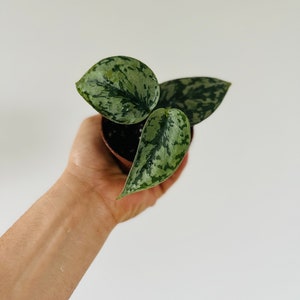 Silver Lady Pothos - Scindapsus Silver Lady - Silver Pothos Plant ...