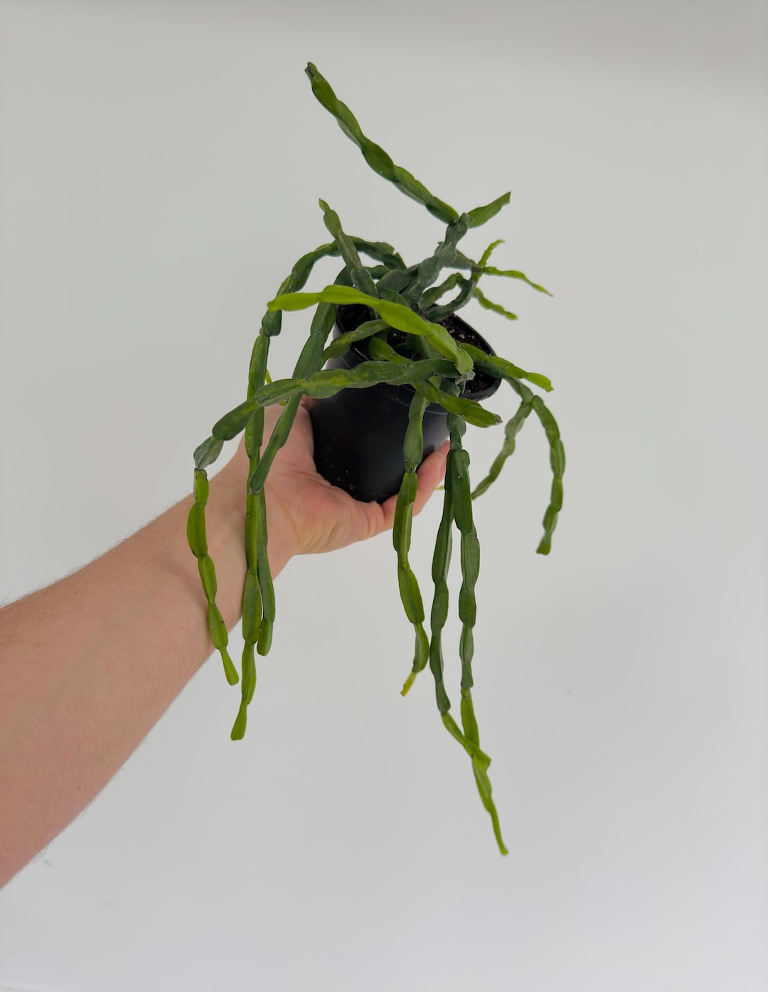 Chain Cactus - Rhipsalis Paradoxa - Red Blooming Cactus - Tropical ...