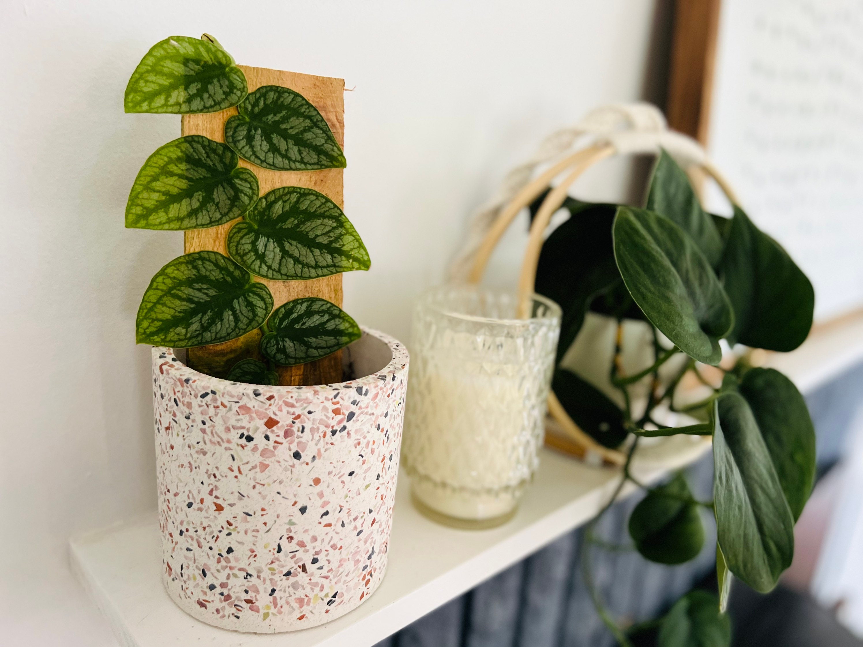 Asher Pot Terrazzo Cement Planter Pot for Plants - Etsy