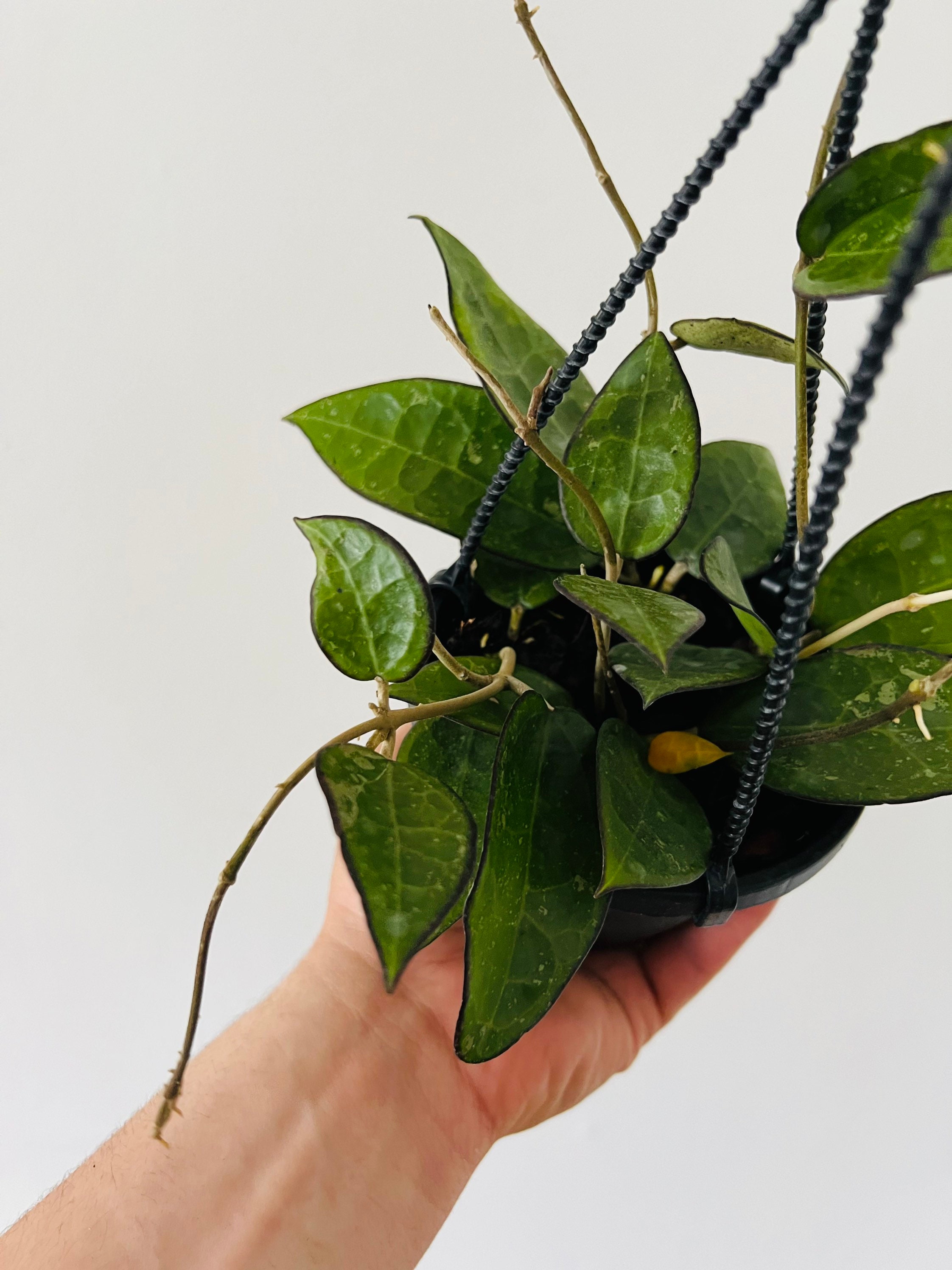 Hoya Parasitica Black Margin - Rare Hoya - Full & Trailing - Live Plant ...