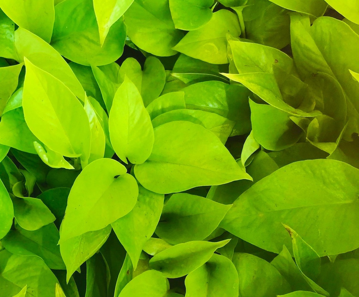 Neon Pothos Epipremnum Pinnatum Easy Plant - Etsy