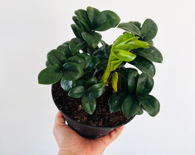 Zenzi ZZ Compact Dwarf ZZ Plant Zamioculcas Zamiifolia - Etsy