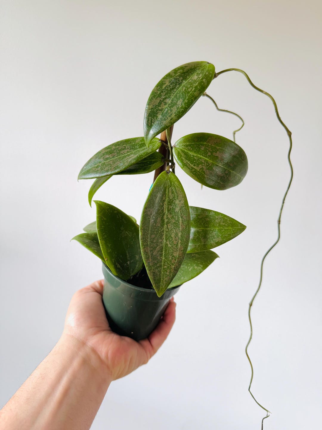 Hoya Wibergiae - Pink Splash Hoya - Live Plant in 4” Pot - Etsy