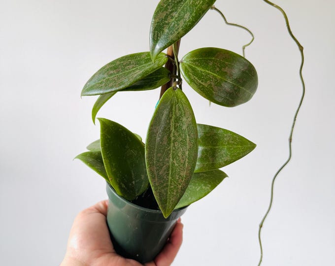 Hoya Wibergiae - Pink Splash Hoya - Live Plant in 4” Pot - Etsy