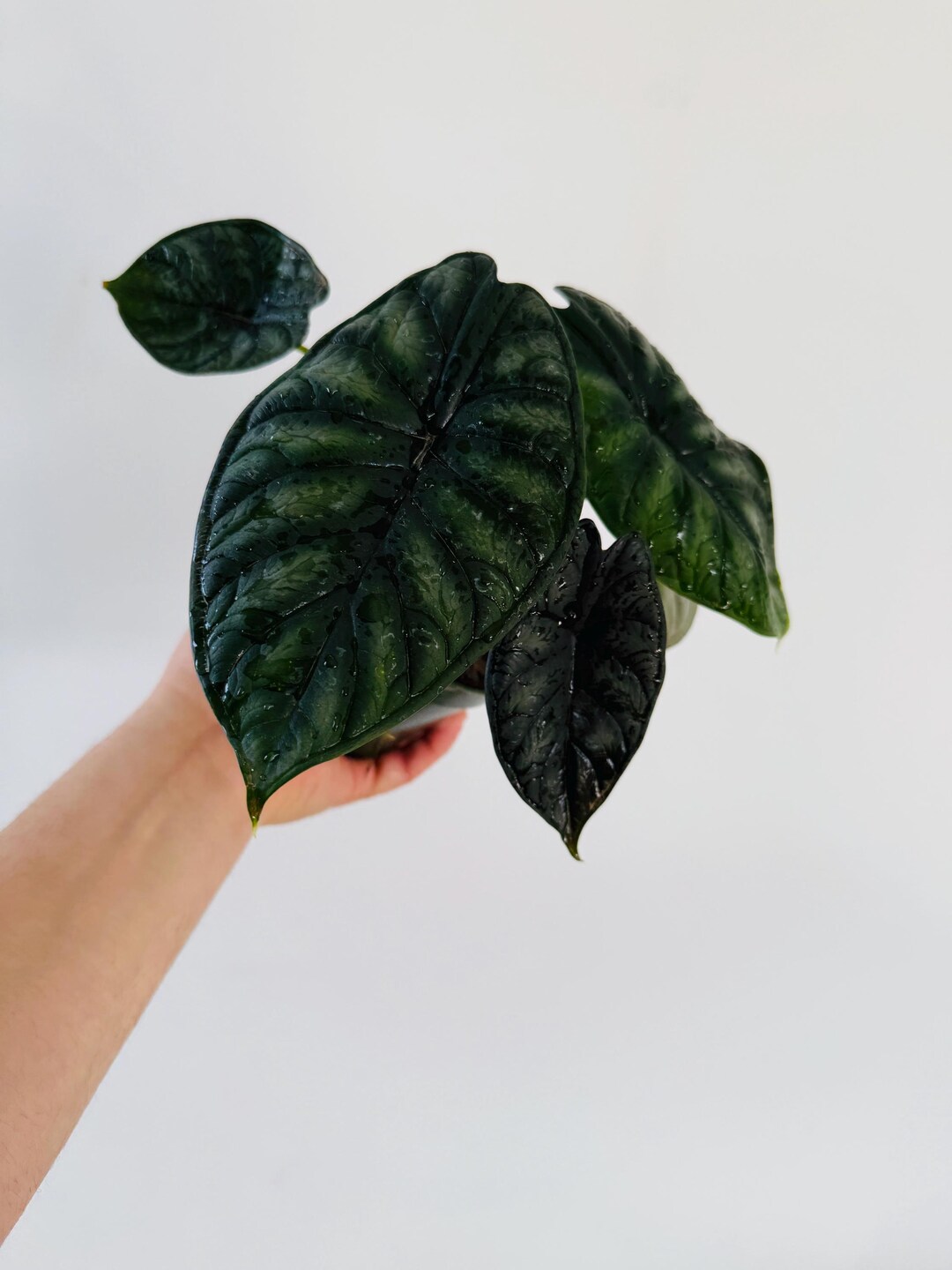 Alocasia Baginda - Turtle Shell Plant - Tropical Houseplant - Live ...