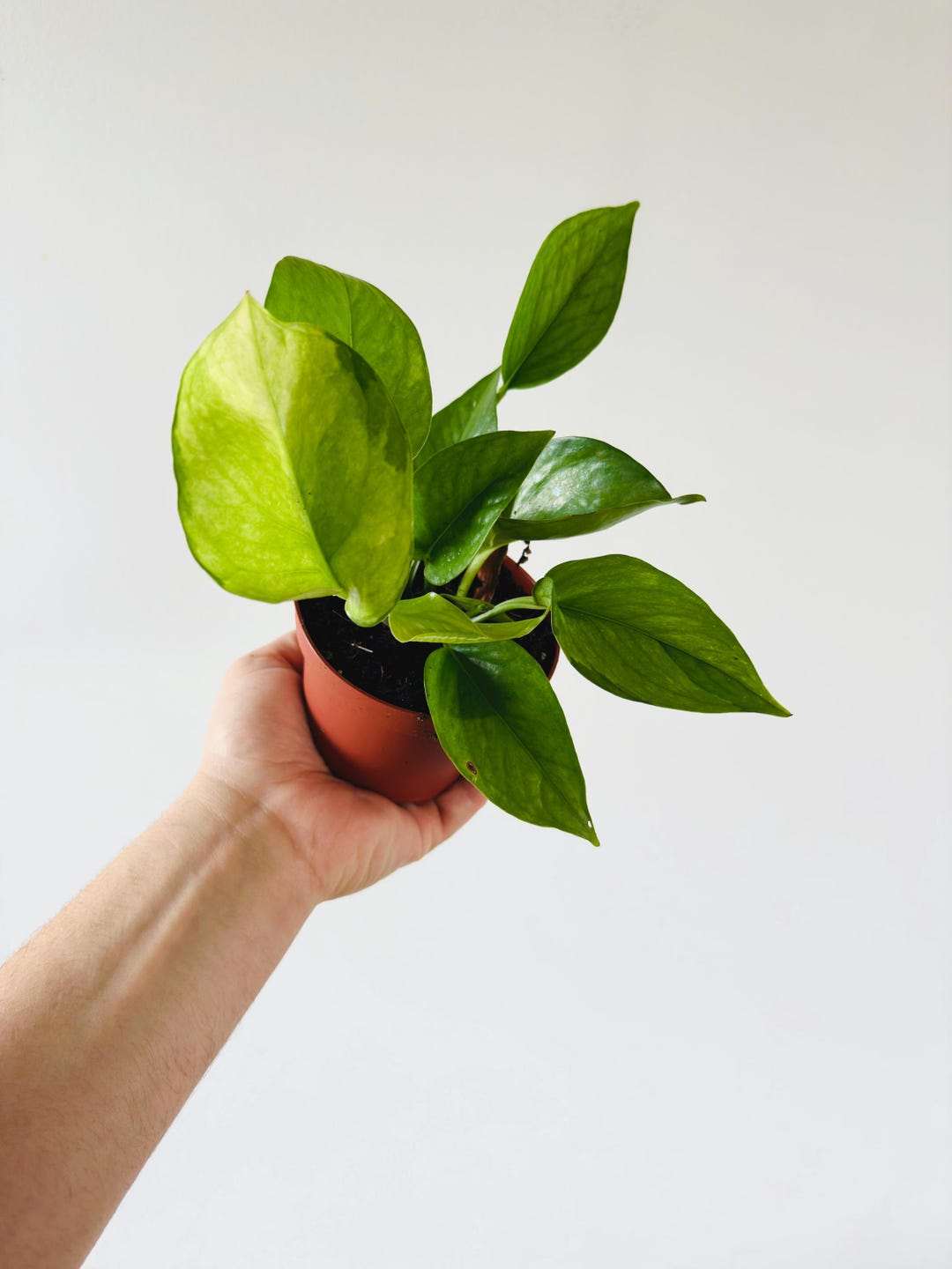 Pothos Olivia (mint Manjula) - Japanese Pothos - Tropical Houseplant ...