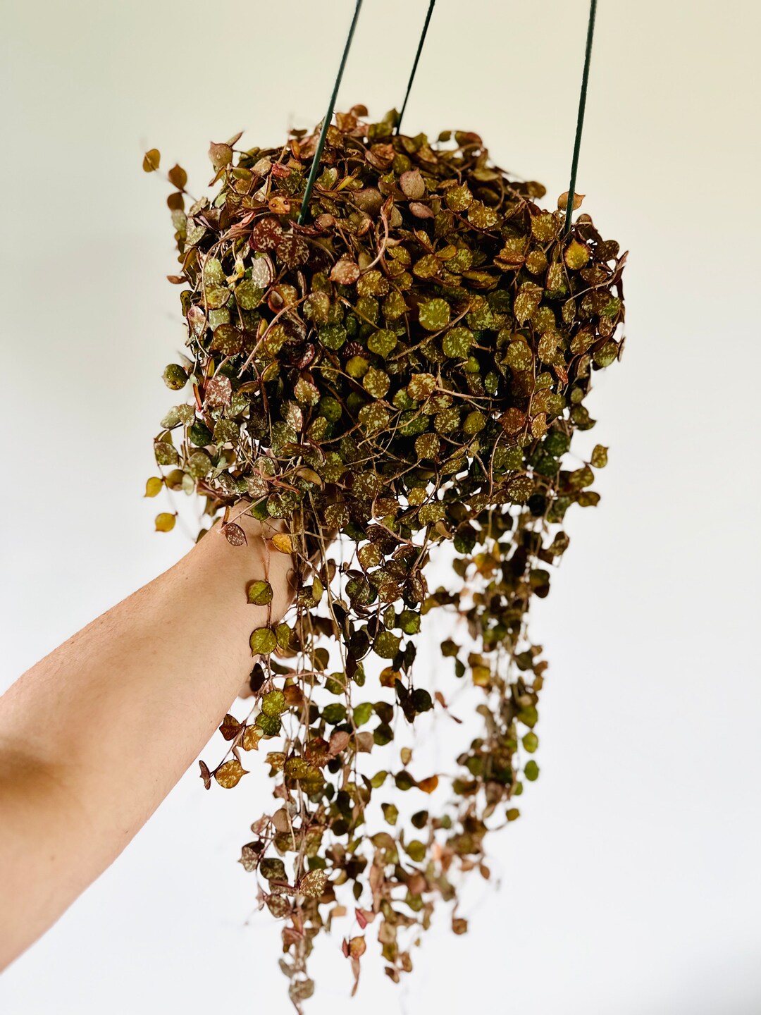 Hoya Curtsii Trailing Hoya Basket Tropical Wax Plant - Etsy