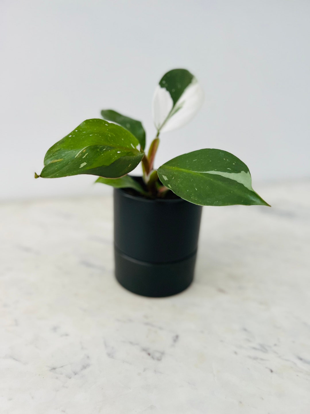 Oliver Pot in Matte Black - Self Watering Pot - Two Piece Saucer - Etsy