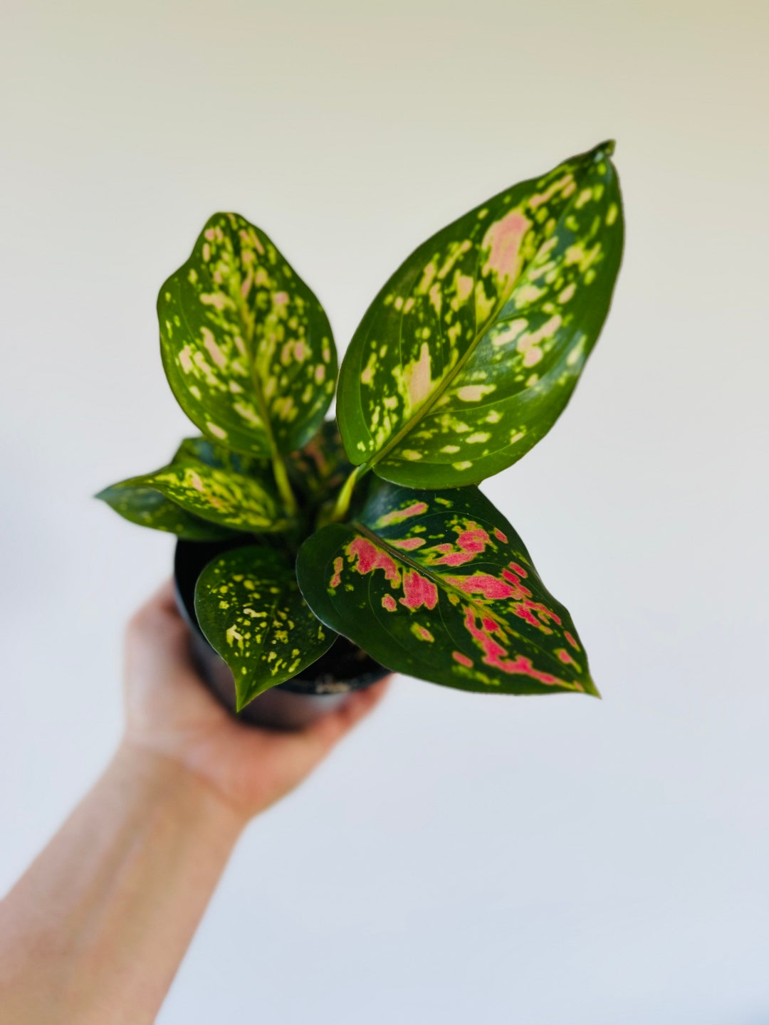 Aglaonema Ruby Ray Chinese Evergreen Valentines Day Ideas Tropical ...
