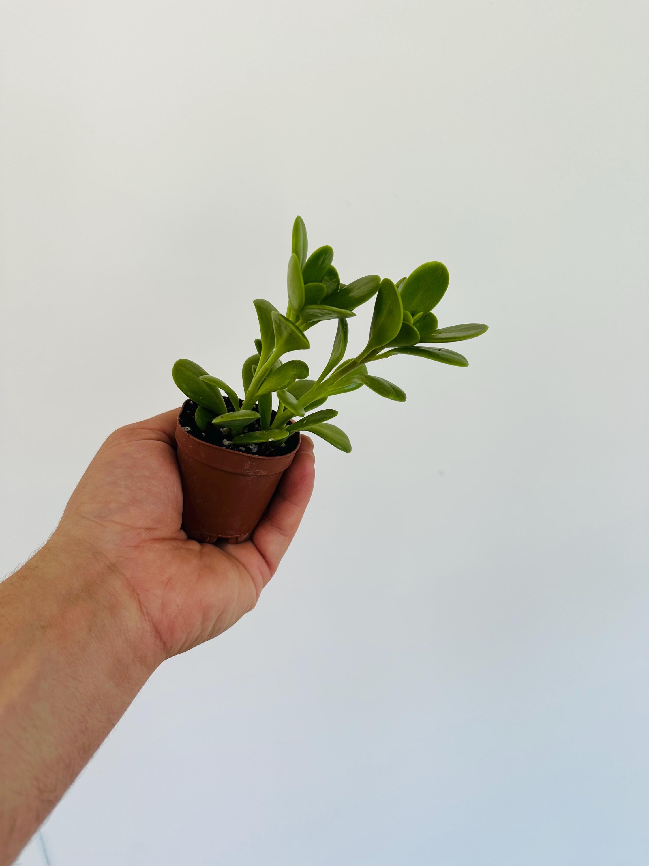 Trailing Skeleton Jade Peperomia Rotundifolia Skeleton Gothic ...