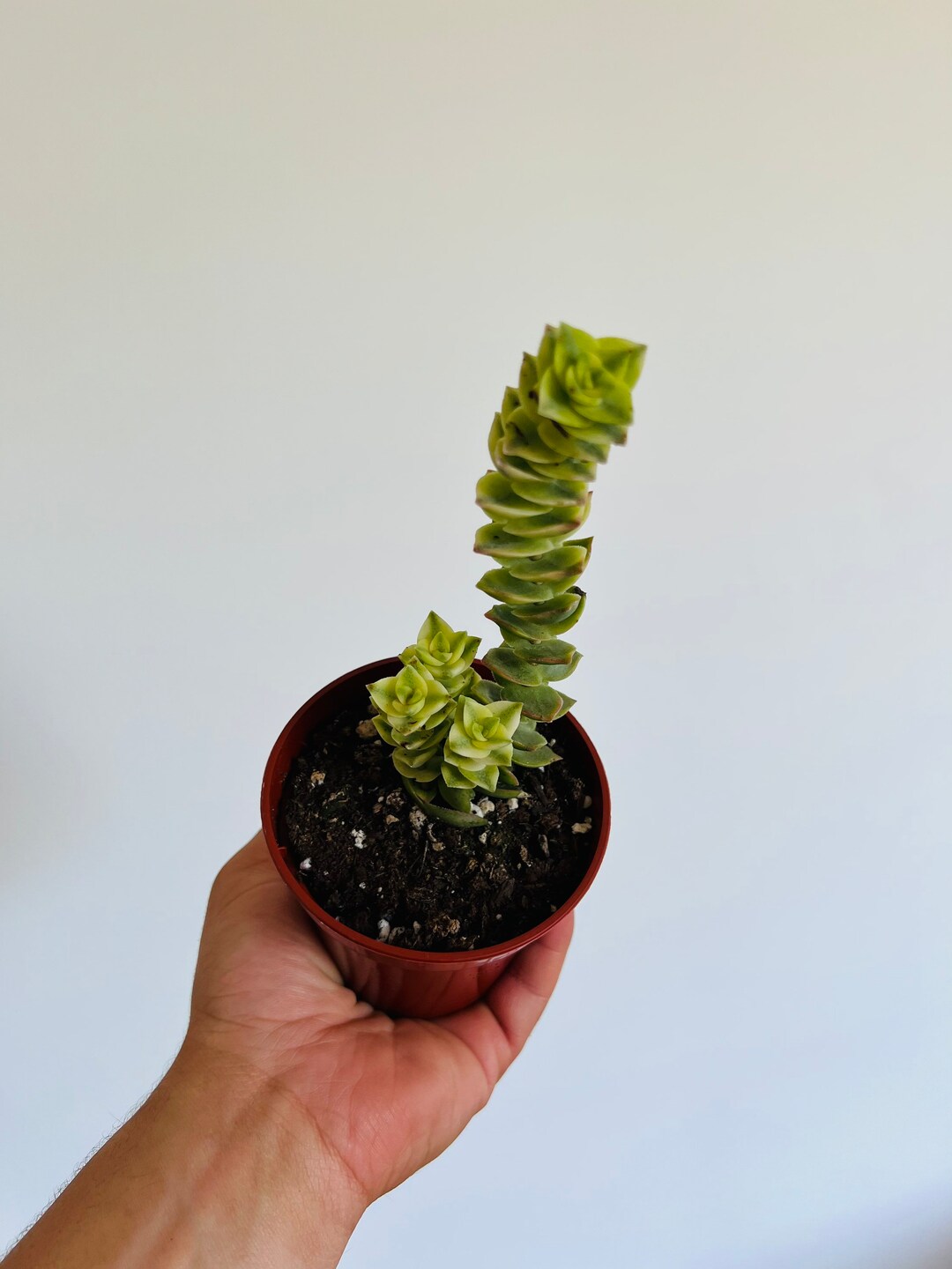Variegated String of Buttons: Crassula Perforata - Live Houseplant in 4 ...