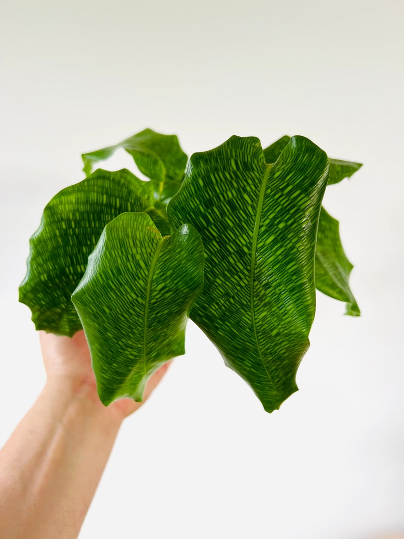 Calathea Musaica Network Calathea Tropical Houseplant - Etsy