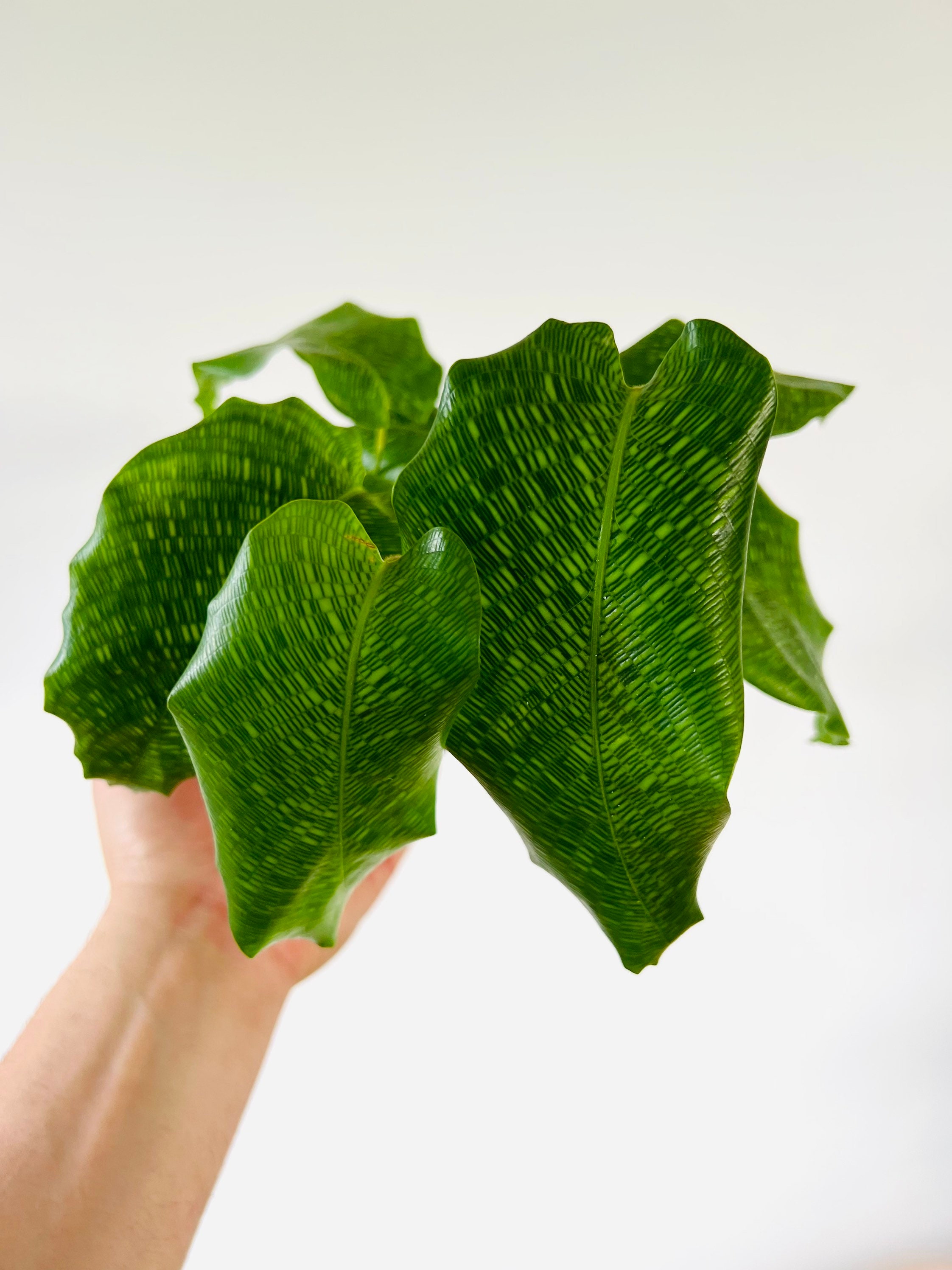 Calathea Musaica - Network Calathea - Tropical Houseplant - Live Plant ...