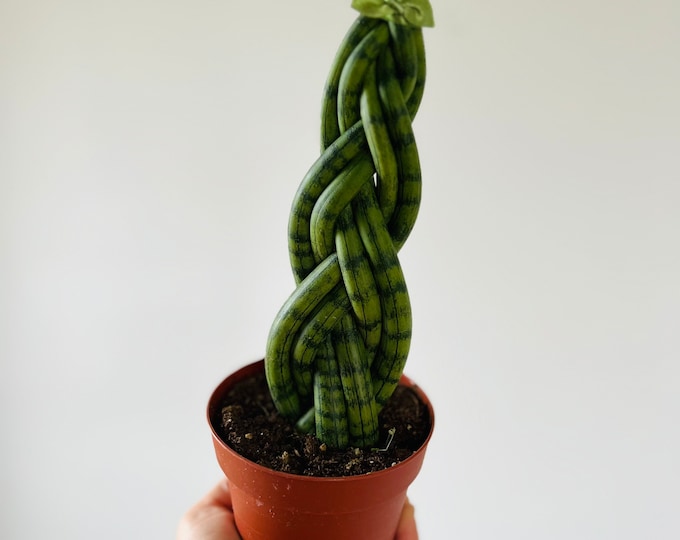 Snake Plant Braided Six Braids With Green Bow Sansevieria Cylindrica ...