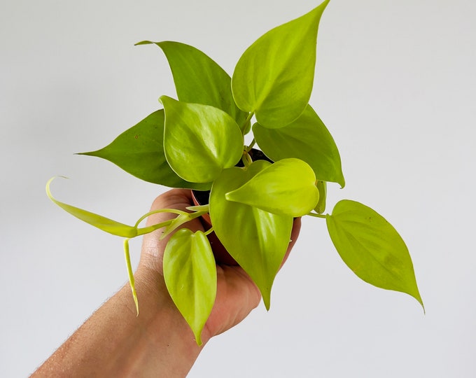 Philodendron Lemon Heartleaf Philodendron Philodendron Hederaceum lemon ...