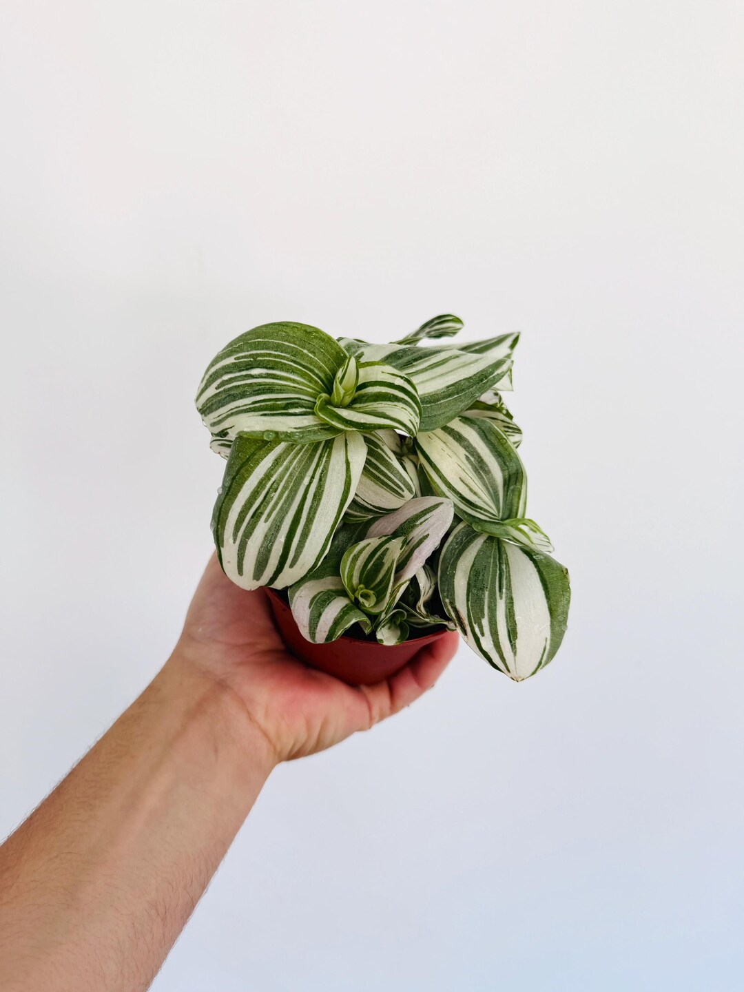 Purple Clone Wandering Dude - Tradescantia Albiflora Mutation ...