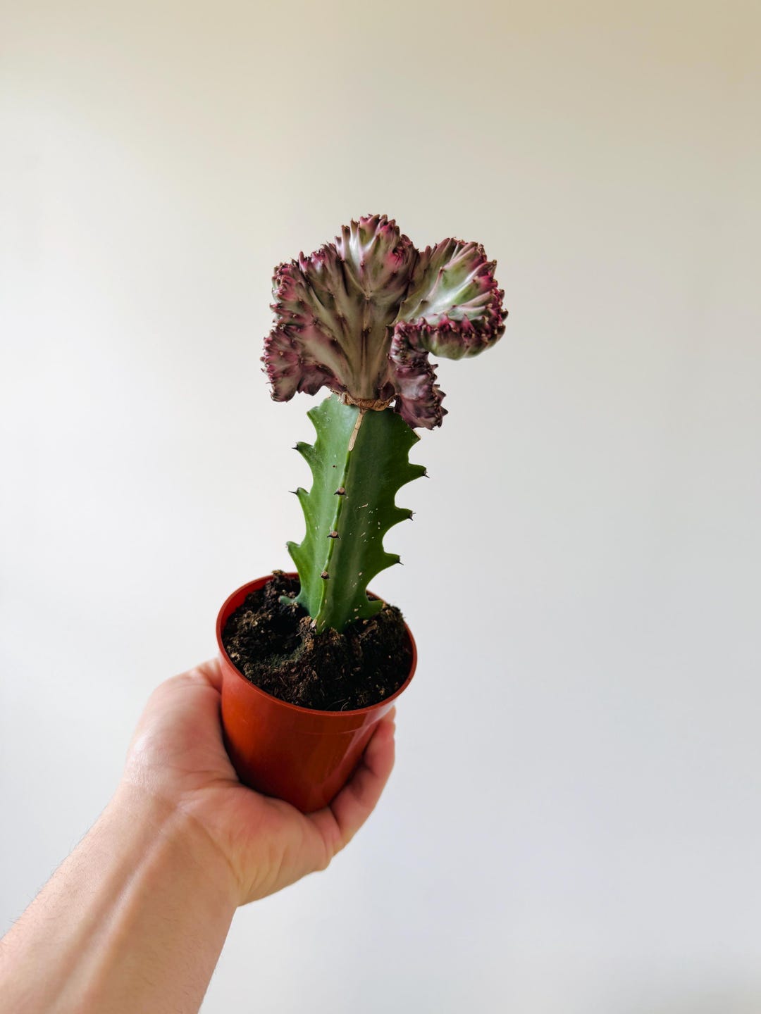 Pink Coral Cactus - Euphorbia Lactea ‘cristata’ - Tropical Houseplant ...