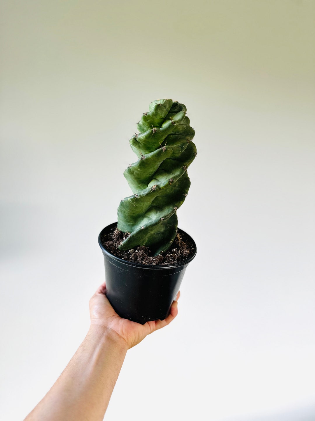 Spiral Cactus - Cereus Forbesii Spiralis - Blooming Cactus - Large ...