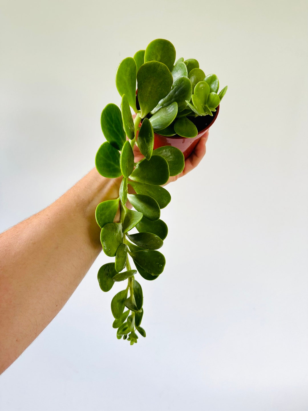 Trailing Skeleton Jade Peperomia Rotundifolia Skeleton Gothic ...