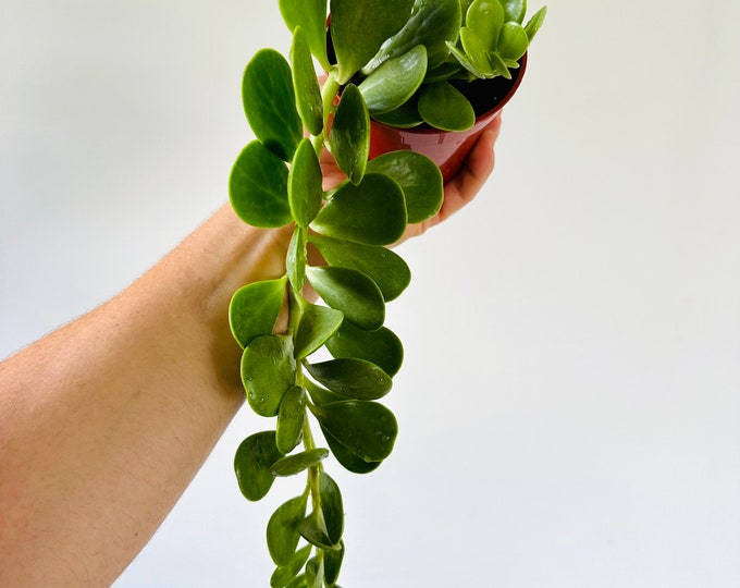 Trailing Skeleton Jade - Peperomia Rotundifolia Skeleton - Gothic ...