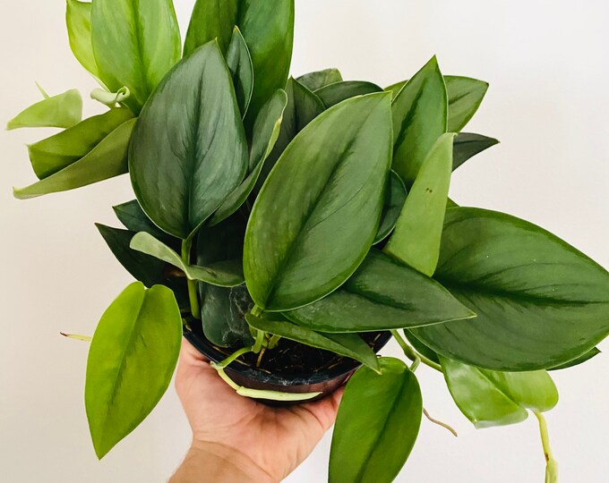 Silver Cloud Scindapsus Rare Silver Satin Pothos Available in 6 Pots - Etsy