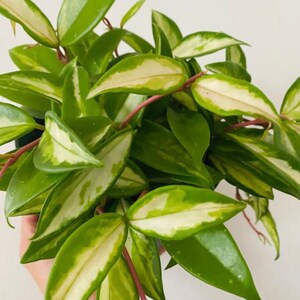 Hoya Carnosa Crimson Princess - Rare Hoya - Indoor Plant - Available in ...