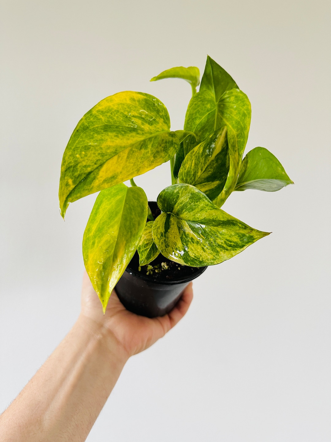 Pothos Robin: Teruno Japanese Pothos - Tropical Houseplant (4” Pot) - Etsy