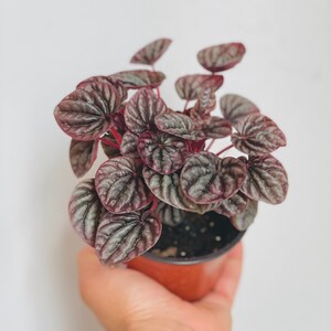 Red Ripple Peperomia - Caperata- 4in Pot - Tropical Indoor Houseplant ...