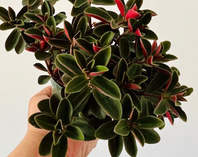 Peperomia Red Log - Verticillata Rubber Plant - Easy Plants - Beginner ...