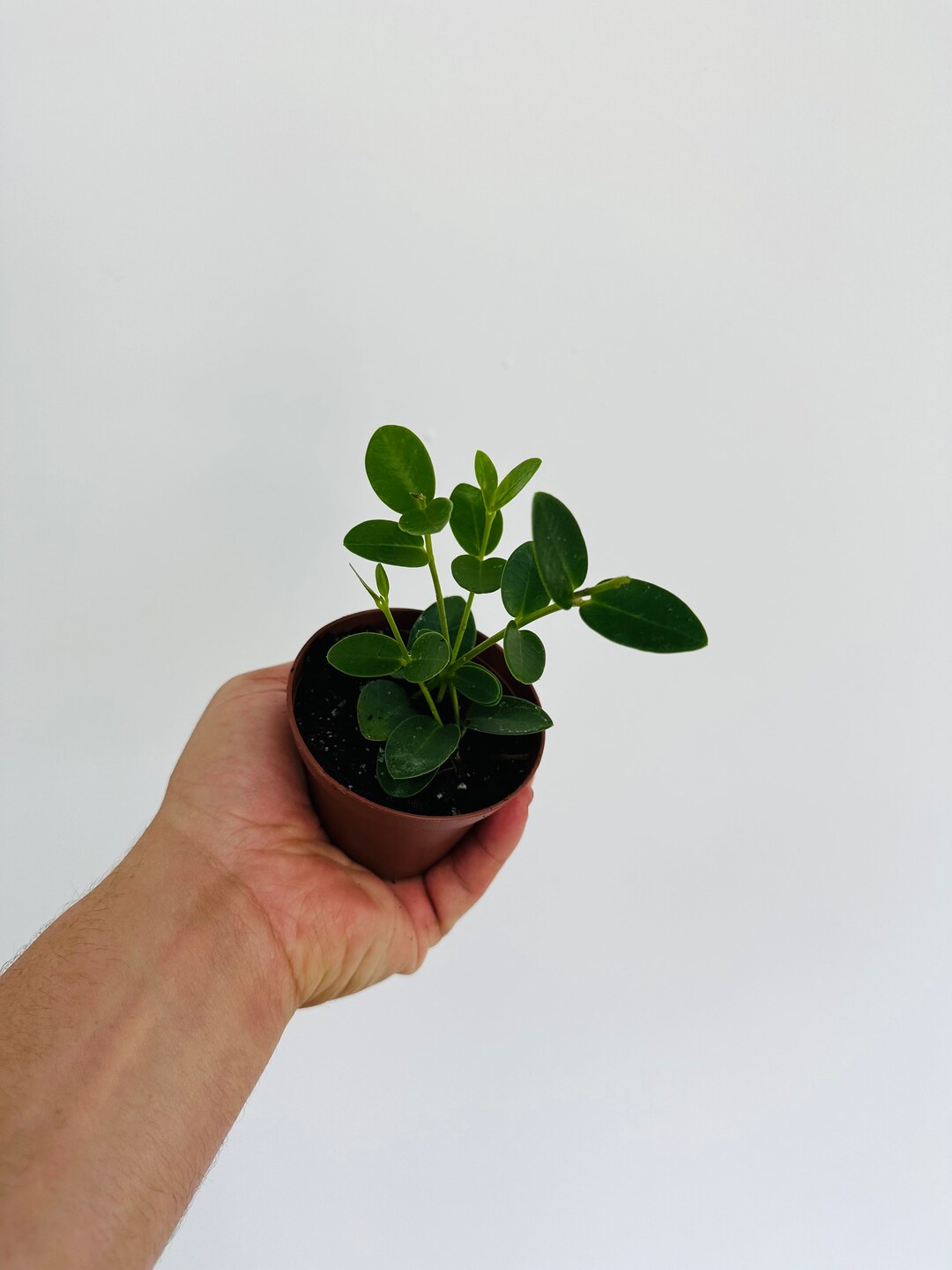 Hoya Cumingiana Sweet Nectar Hoya Rare Hoya Live Plant in 3 Pot - Etsy