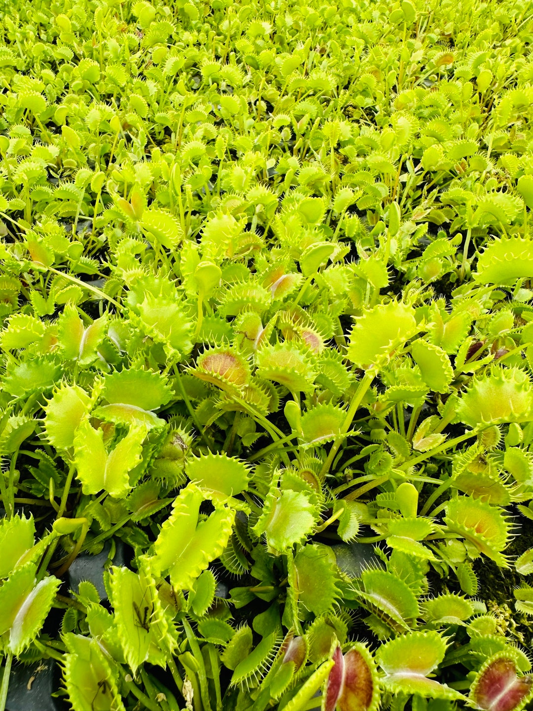 Venus Flytrap Chinese Dumpling Cultivar Carnivorous Plant Itty Bitty Starter Plant Available in ...