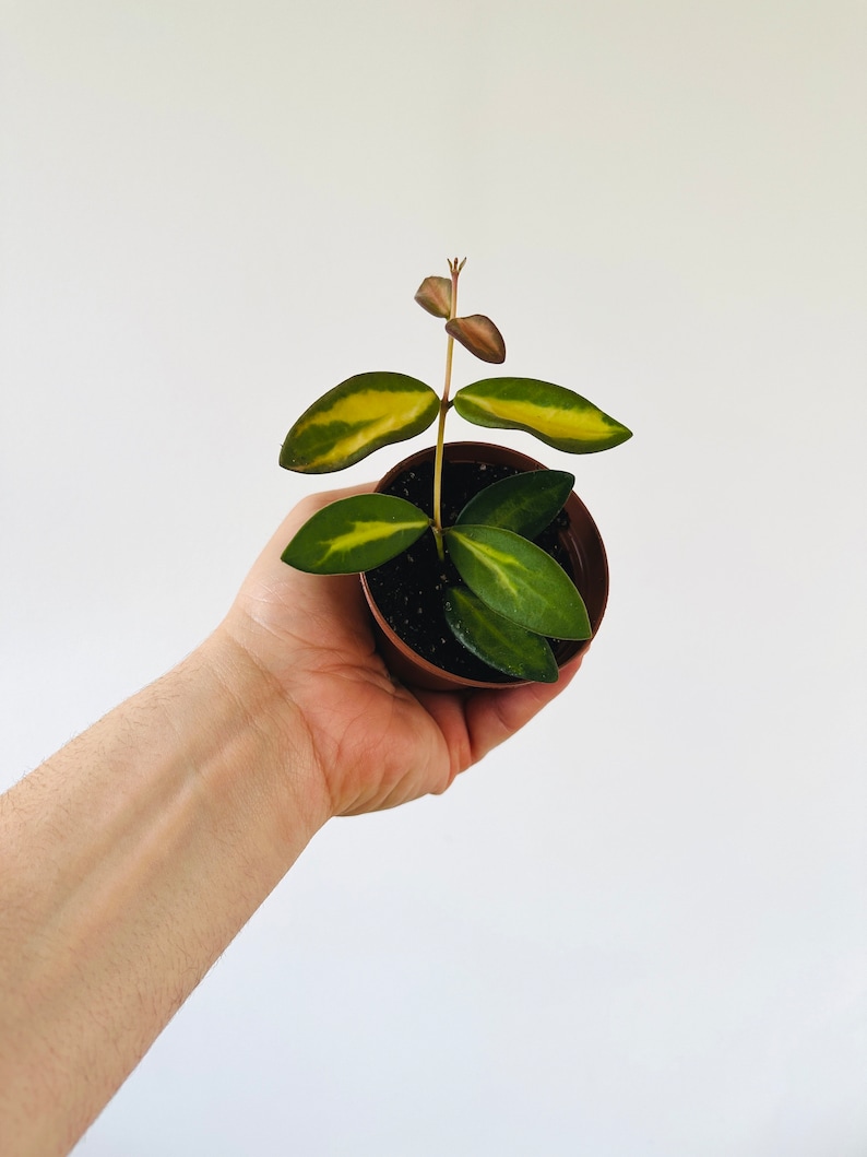 Variegated Hoya Burtoniae – Tricolor Honey Hoya, Rare Live Plant - Etsy