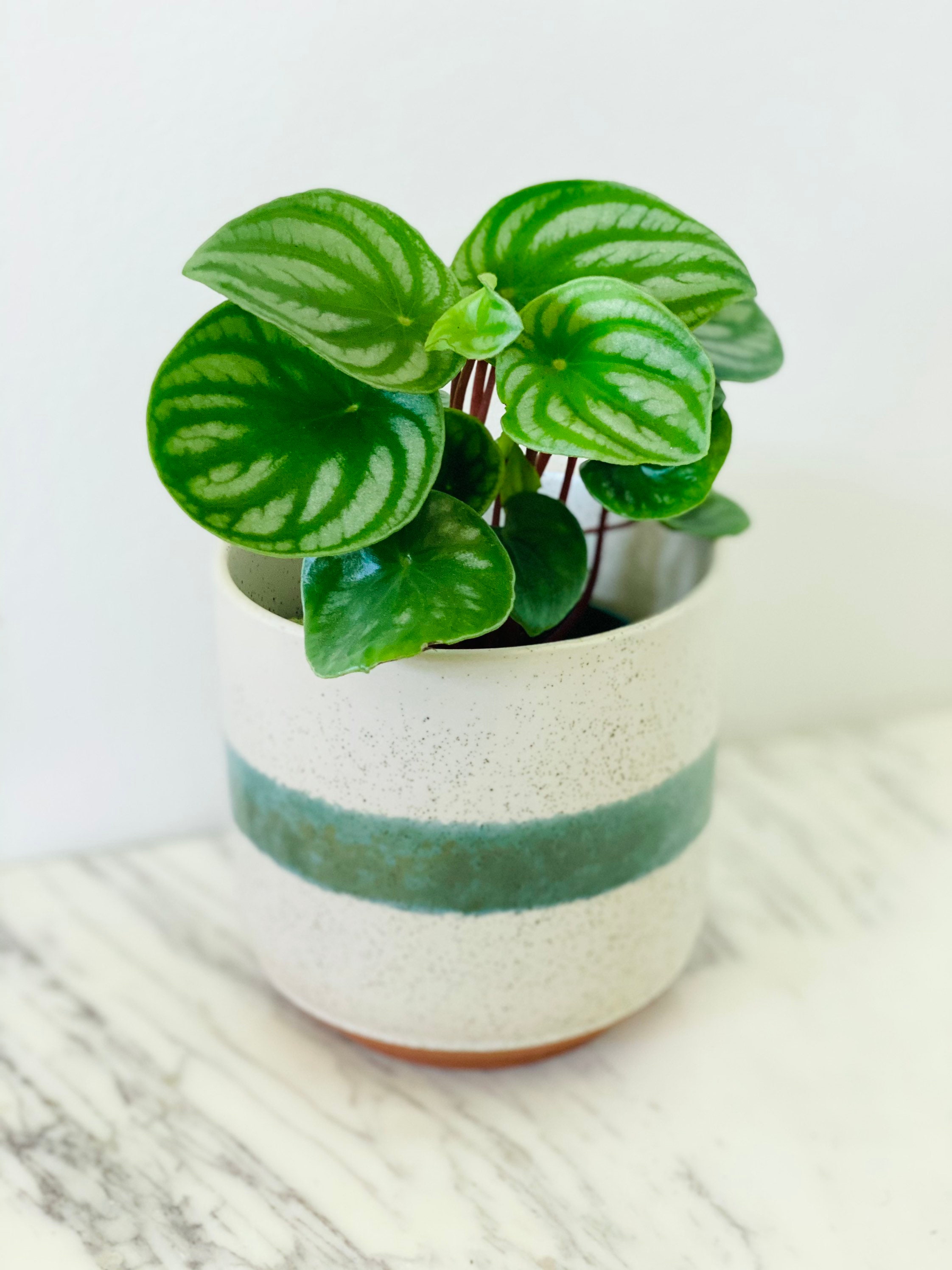 Elliot Planter Speckled Ombré Ceramic Pot in Multiple - Etsy
