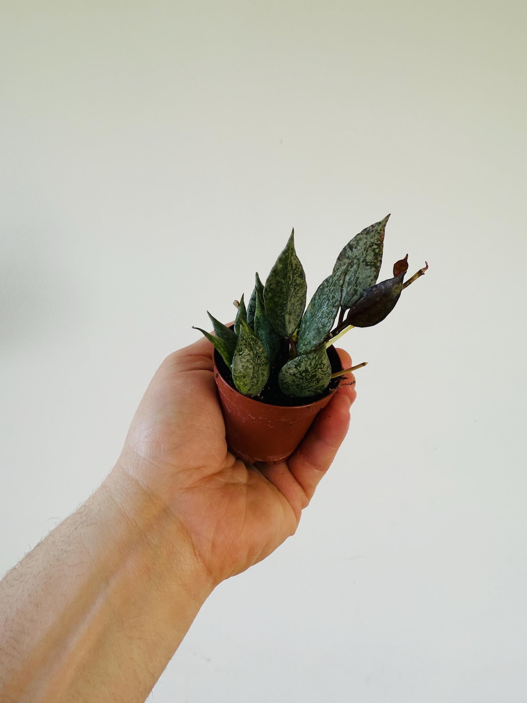 Hoya Lacunosa ‘leopard Skin’ - Silver Hoya - Tropical Wax Plant - Live ...