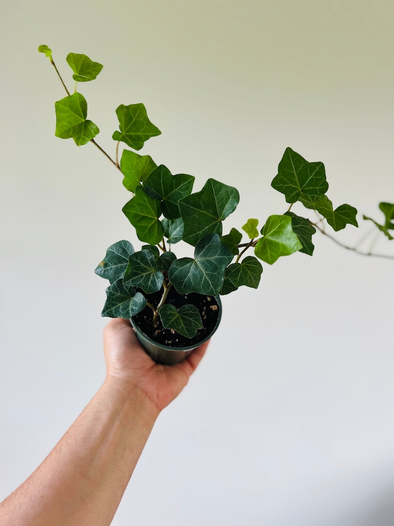 English Ivy - Vining Houseplants - Easy Plants - Live Houseplant in 4 ...
