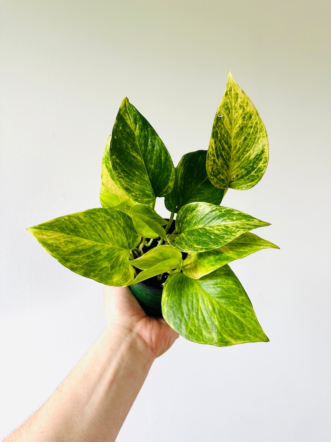 Pothos Neon Queen - New Cultivar - Beginner Plant - Rare Pothos - Live ...