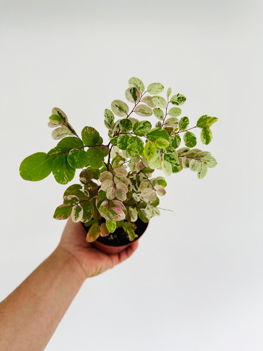 Variegated Japanese Snowbush Breynia Nivosa Tricolor Pink Plants Live ...