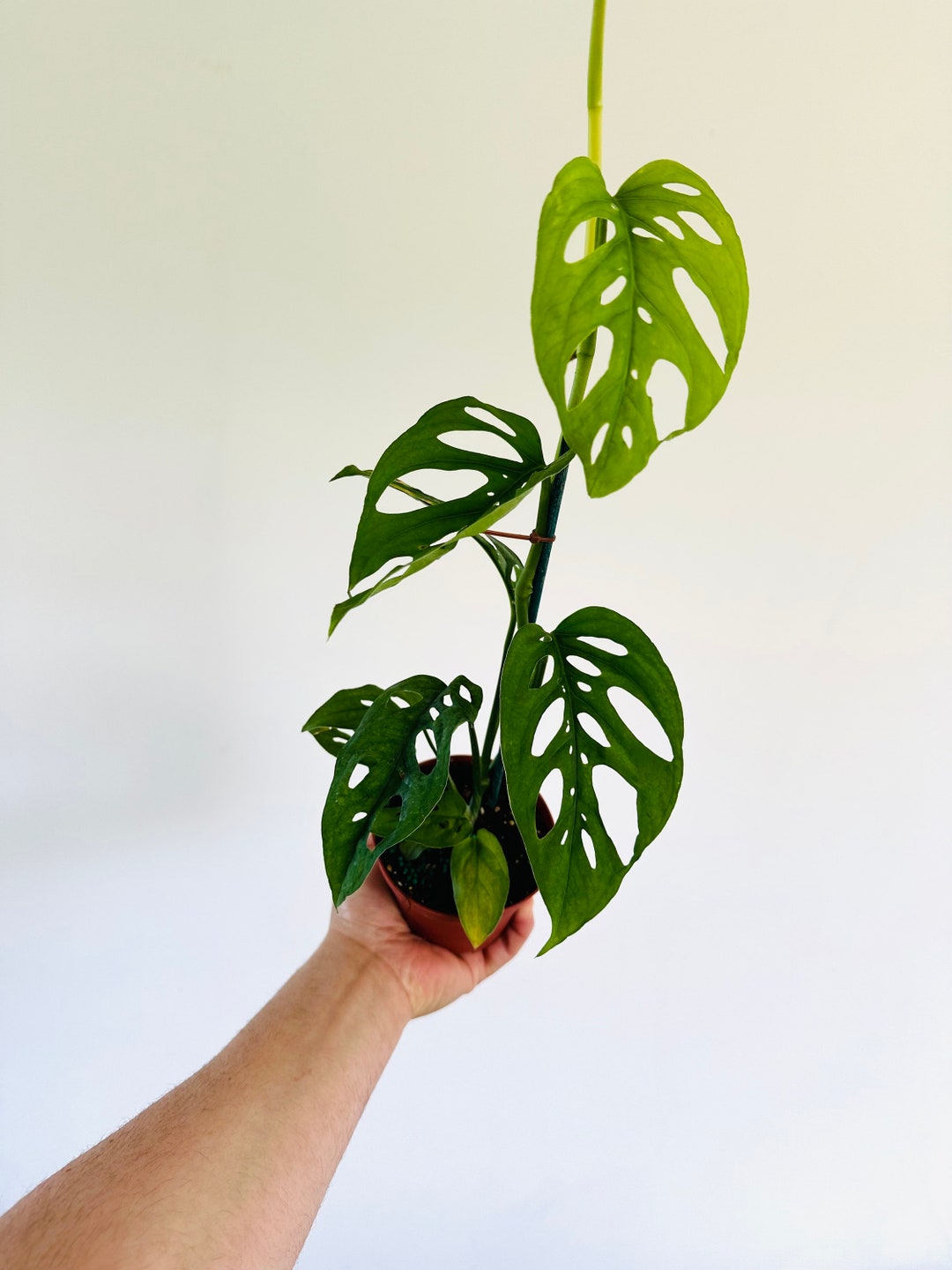 Monstera Adansonii Sp. Laniata double Windows Rare Swiss Cheese Plant ...