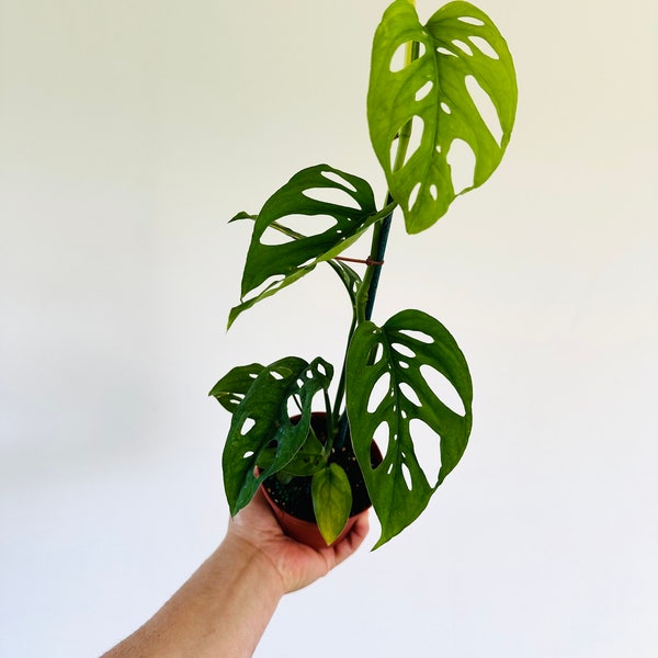 Monstera - Etsy
