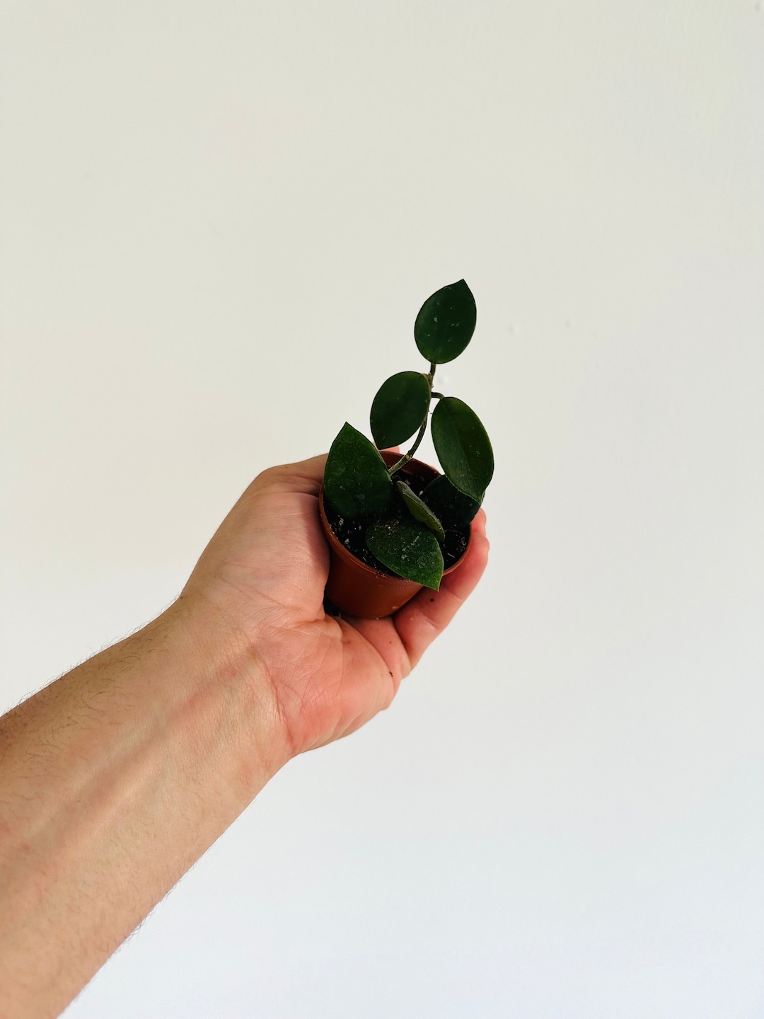 Hoya Cv. Chouke - Fuzzy Leaf Hoya - Starter Hoya- 2” Pot - Etsy